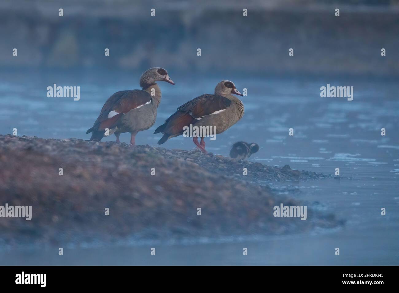 A family of nile goose in the morning Stock Photo - Alamy