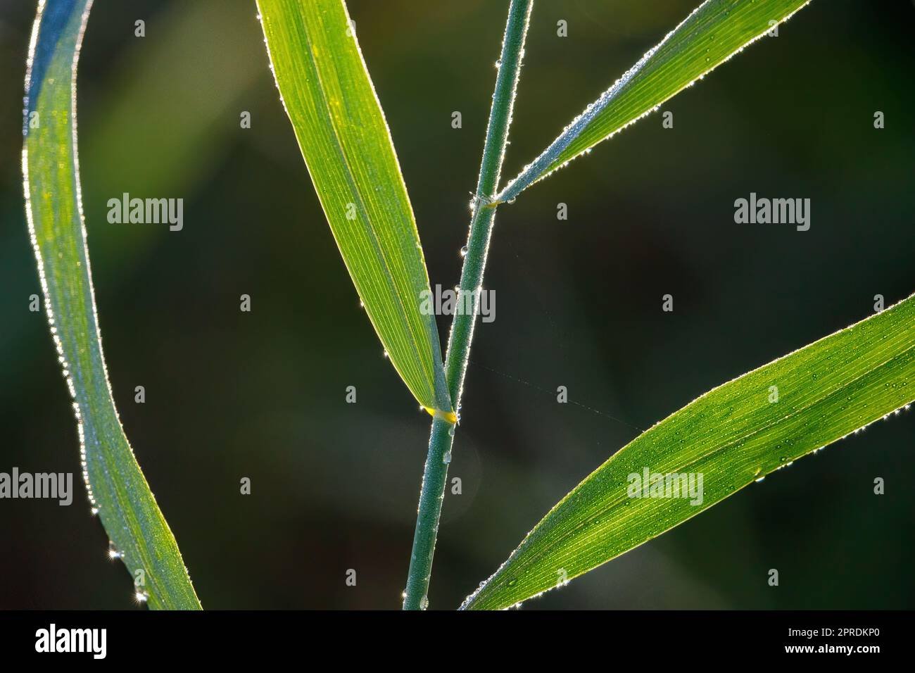 Plant of swamps hi-res stock photography and images - Alamy