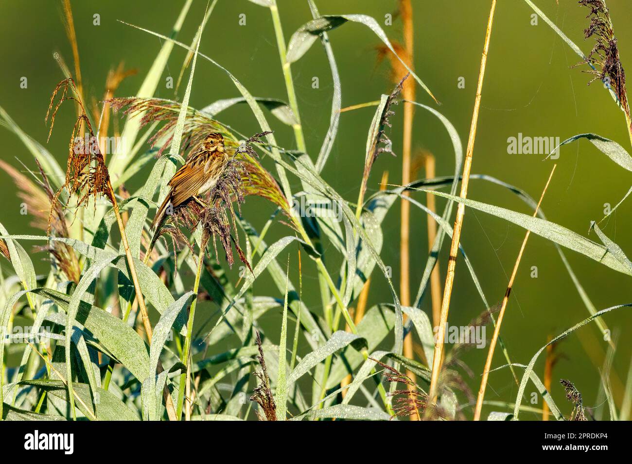 Reed common hi-res stock photography and images - Alamy
