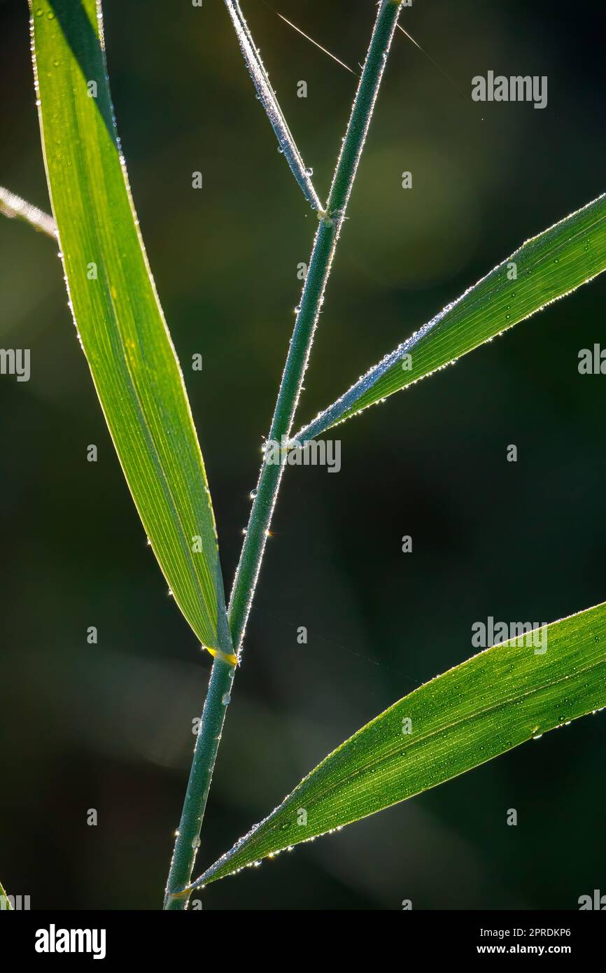 Green reeds plant in the swamps Stock Photo - Alamy