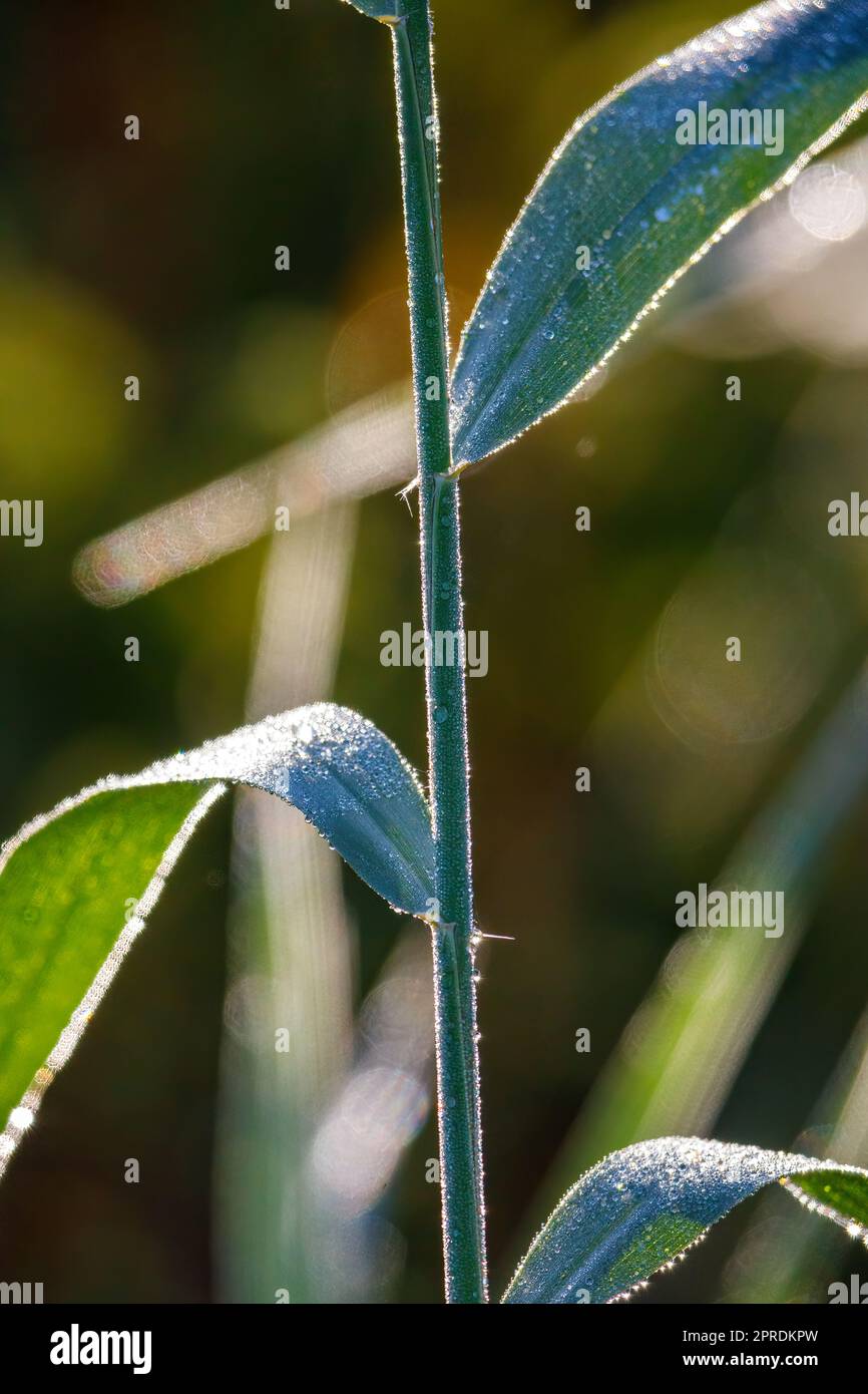 Green reeds plant in the swamps Stock Photo - Alamy