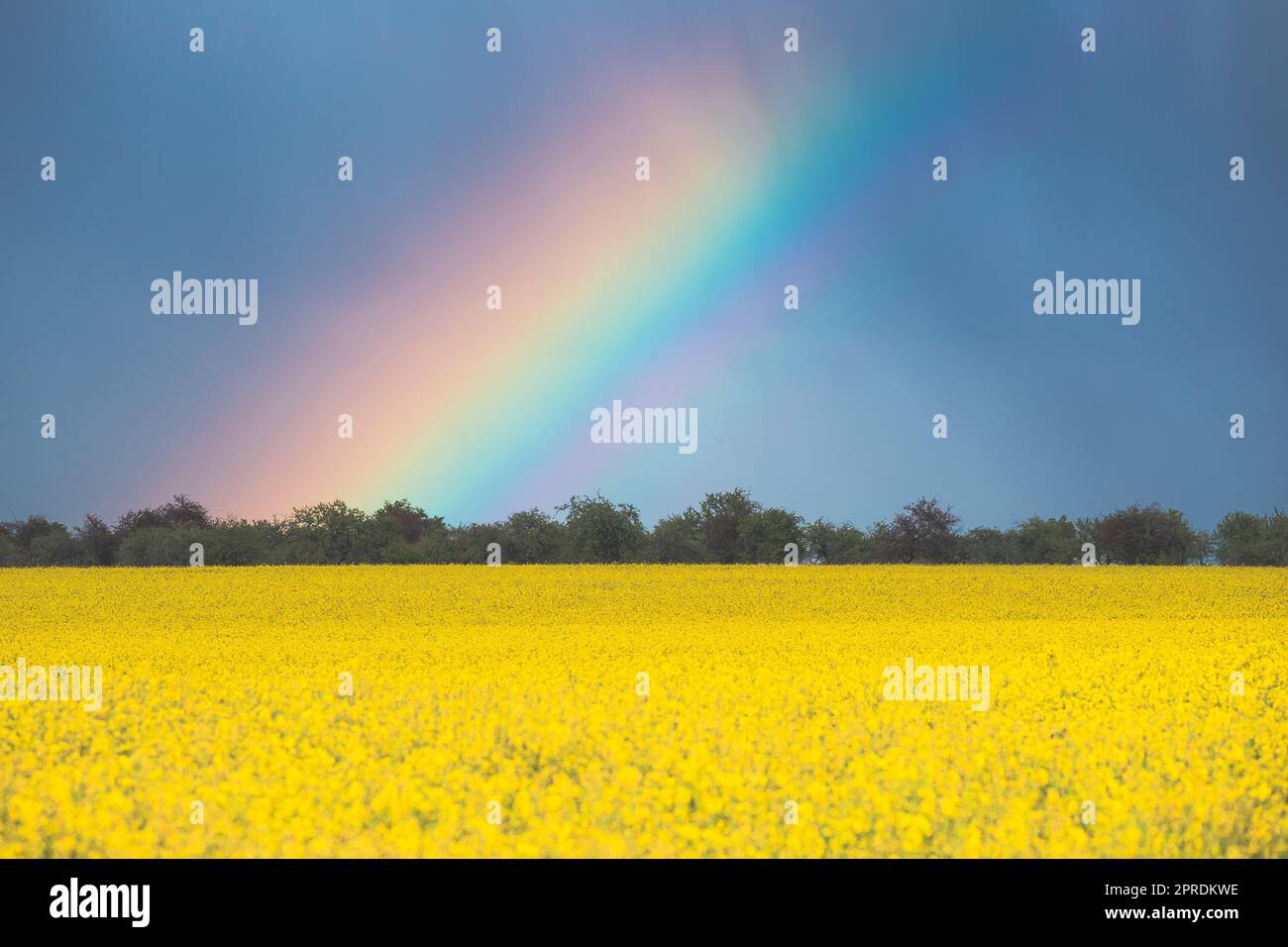 Garden rainbow flowers hi-res stock photography and images - Alamy