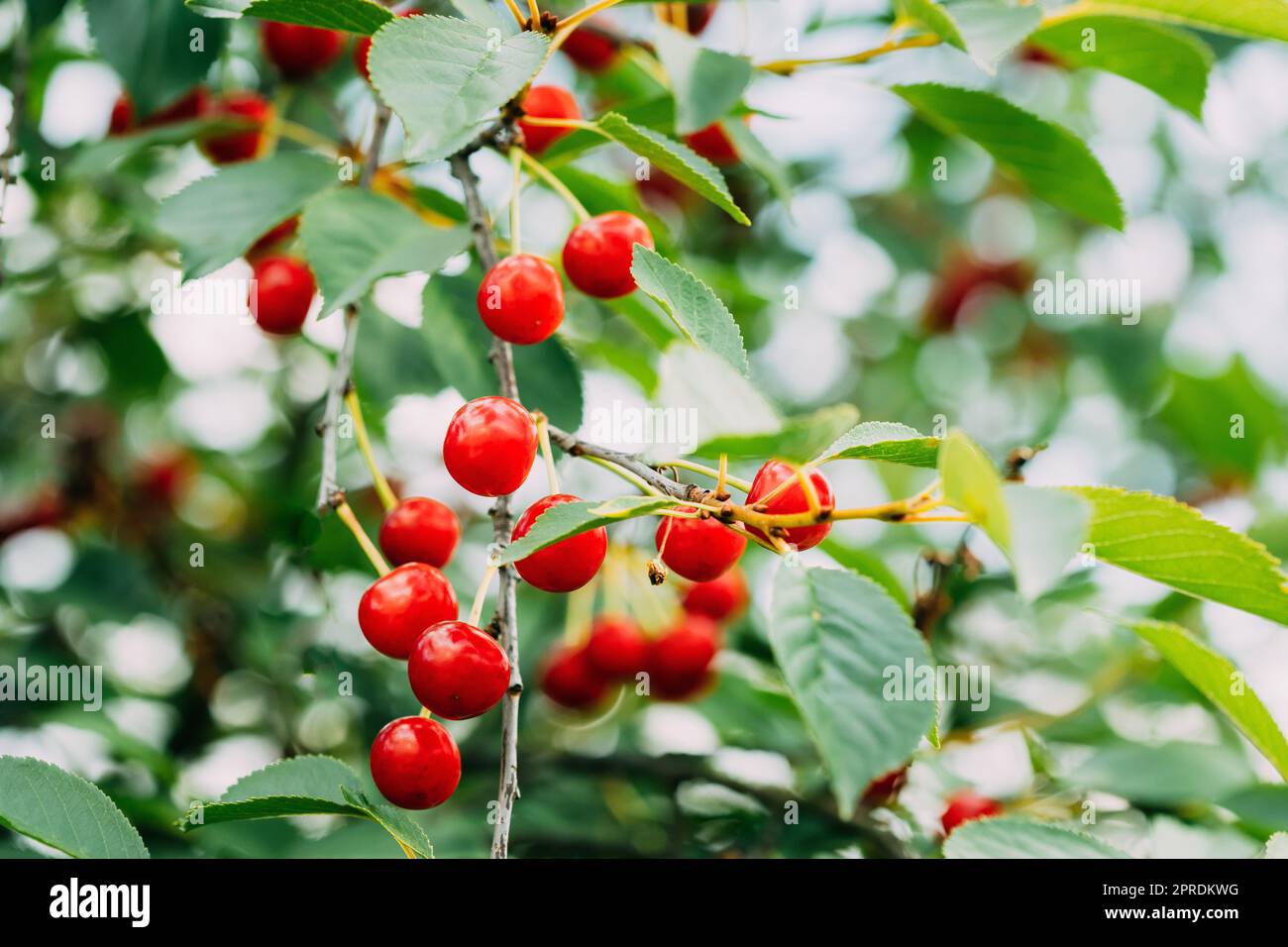Dwarf cherry tree hi-res stock photography and images - Alamy