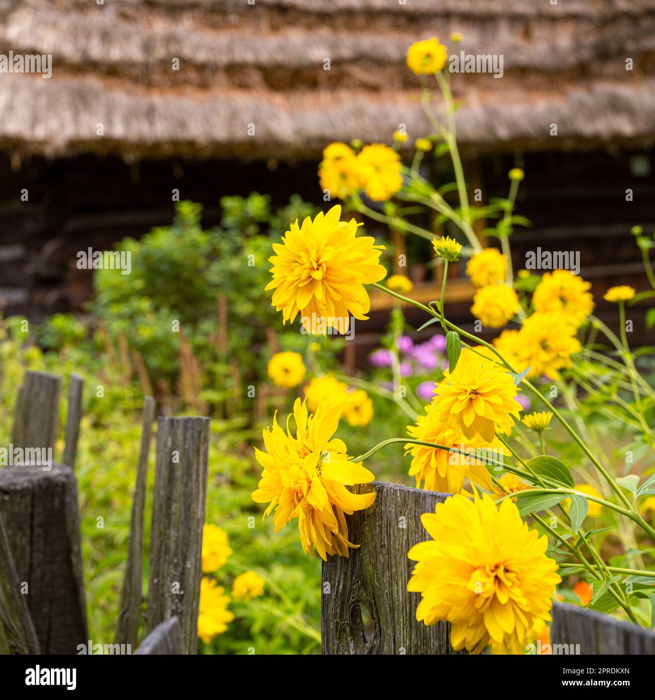 Beautiful autumn landscapes in Subcarpathia Stock Photo - Alamy