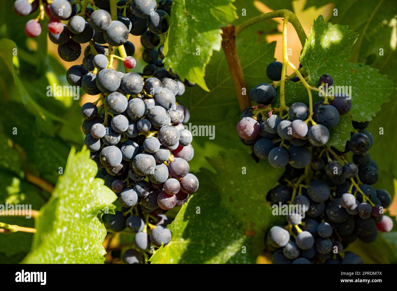 Most beautiful vineyards in Germany Stock Photo - Alamy