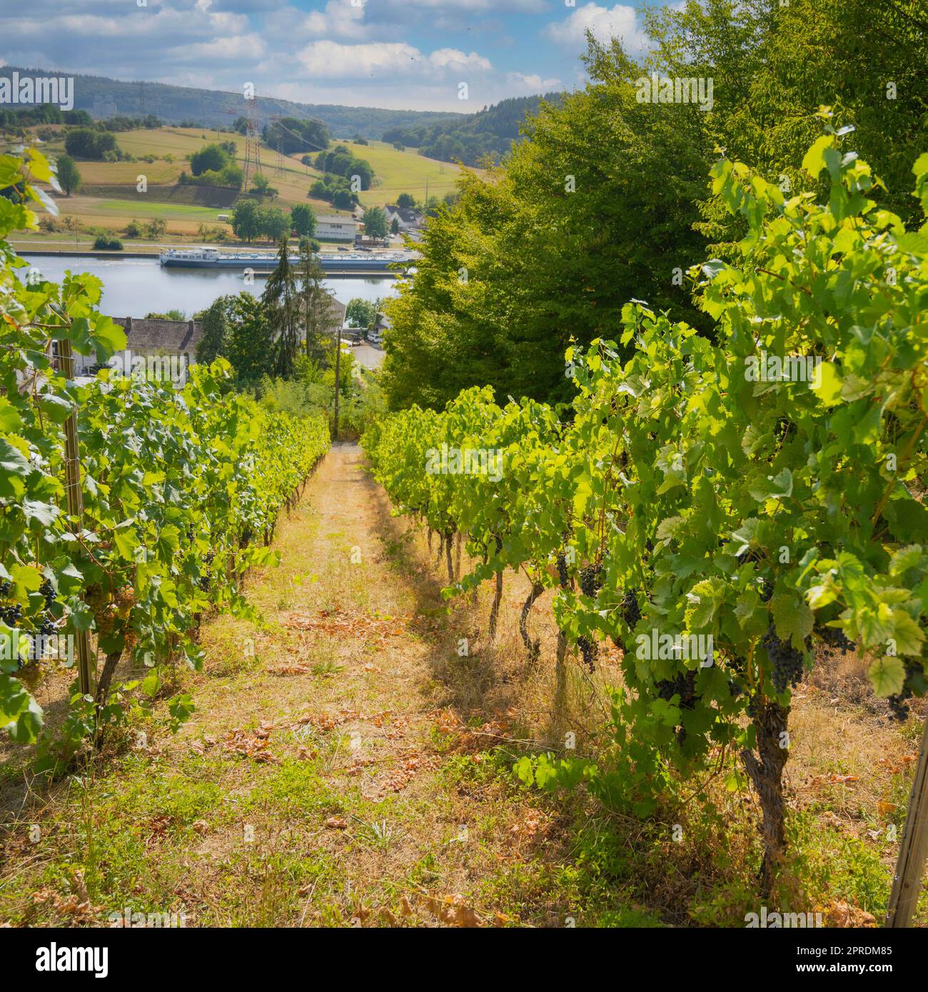 Most beautiful vineyards in Germany Stock Photo - Alamy