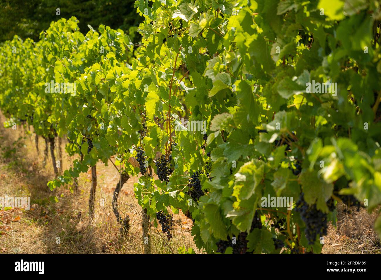Most beautiful vineyards in Germany Stock Photo - Alamy