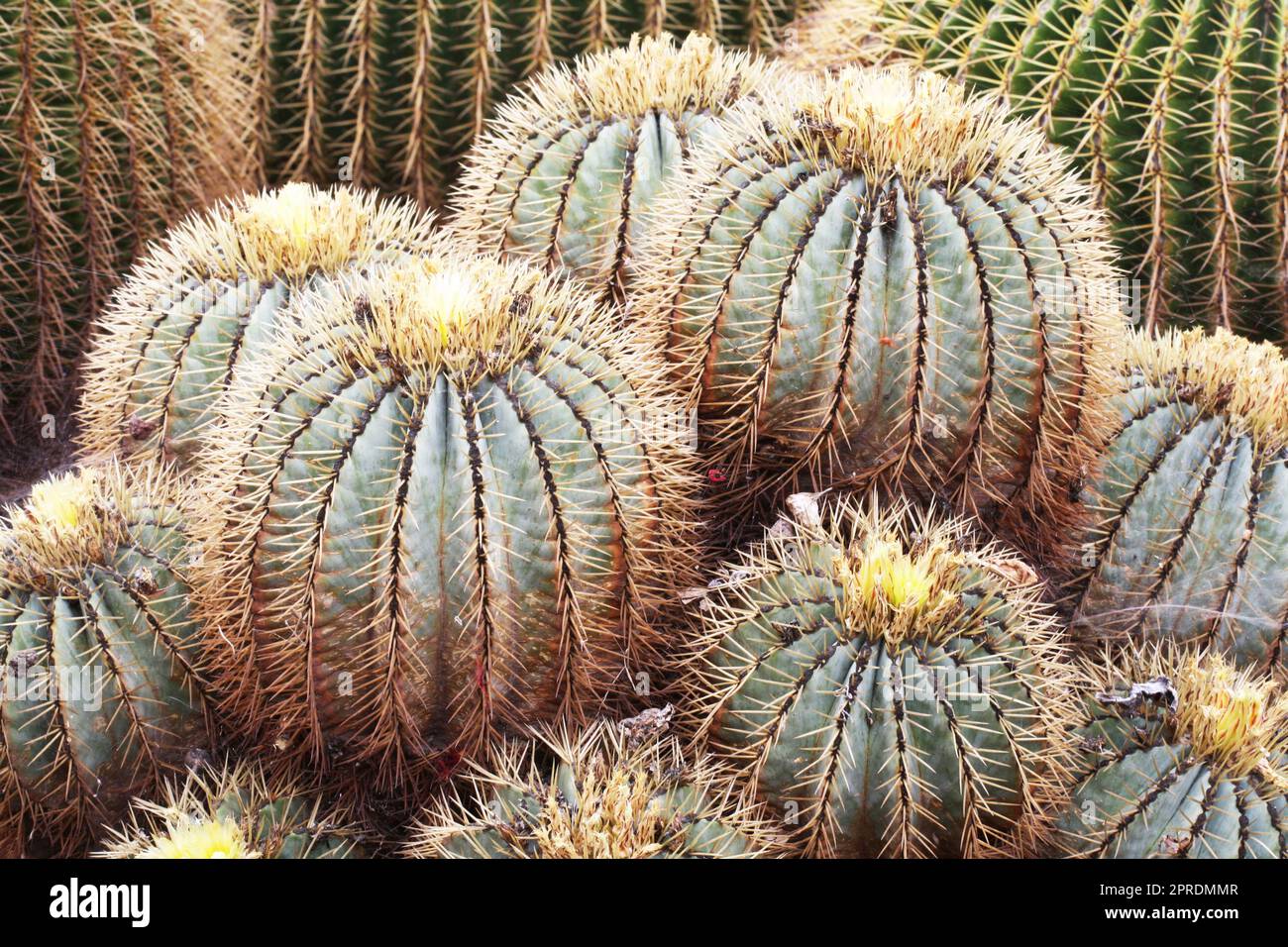 Ferocactus hi-res stock photography and images - Alamy