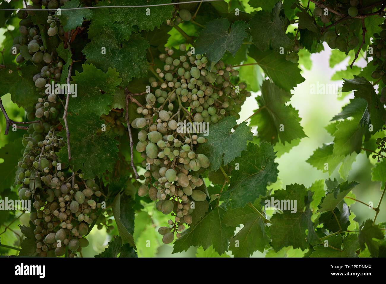 Bunch of grapes with decaying berries from disease and green leaves ...