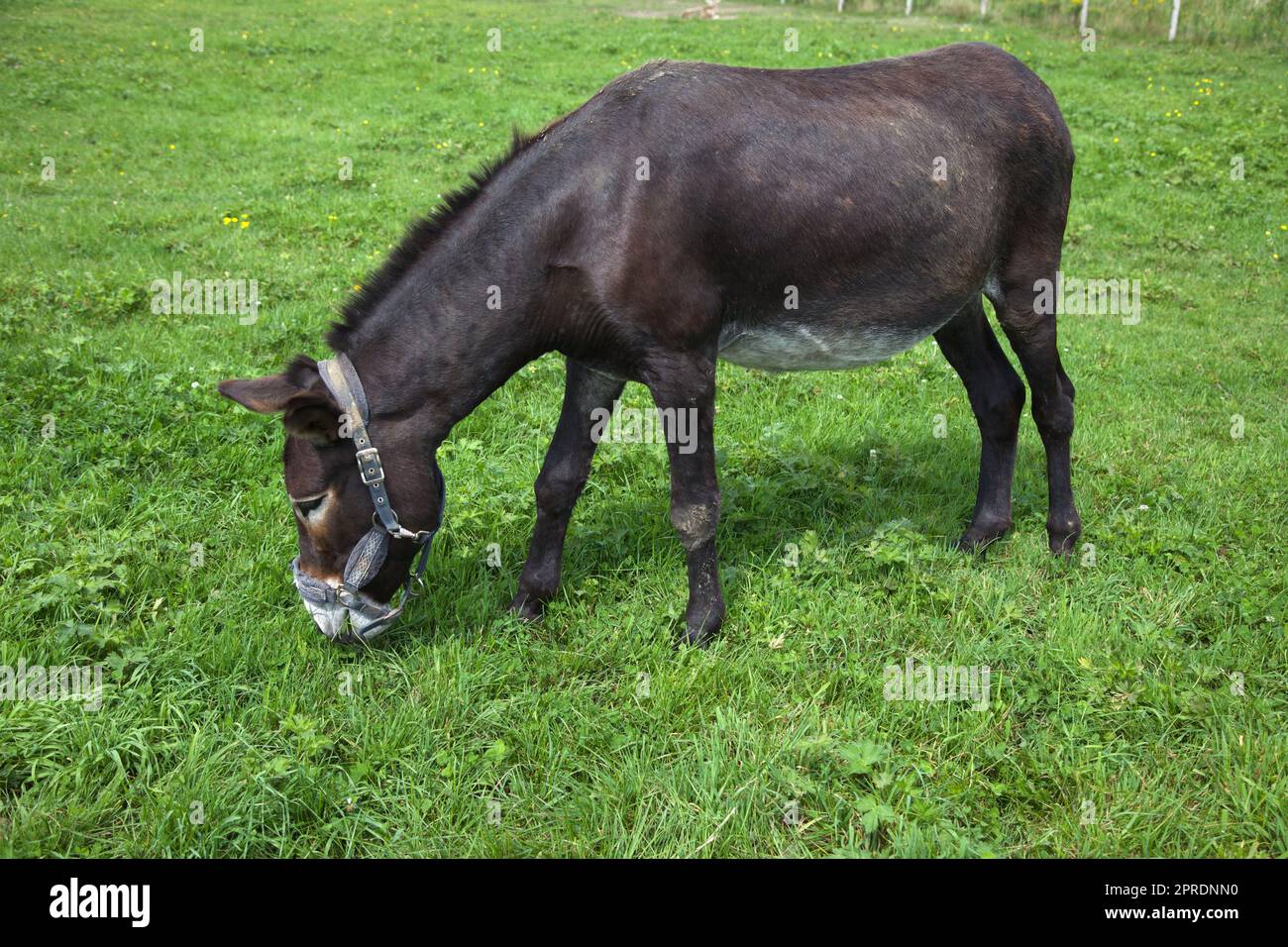 black donkey grazing in green field jackass standing Stock Photo - Alamy