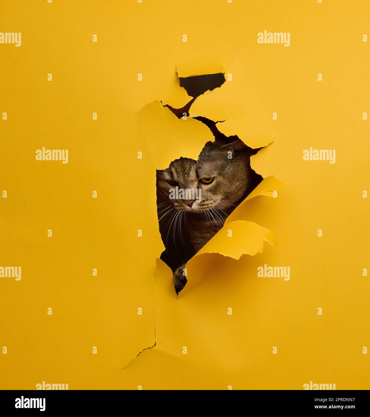 Adult gray Scottish straight cat peeks out of a hole in a yellow paper ...