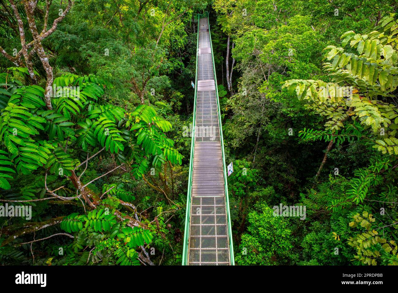 Treetop walk. Tropical rainforest reserve, Sandakan, Sabah, Borneo ...