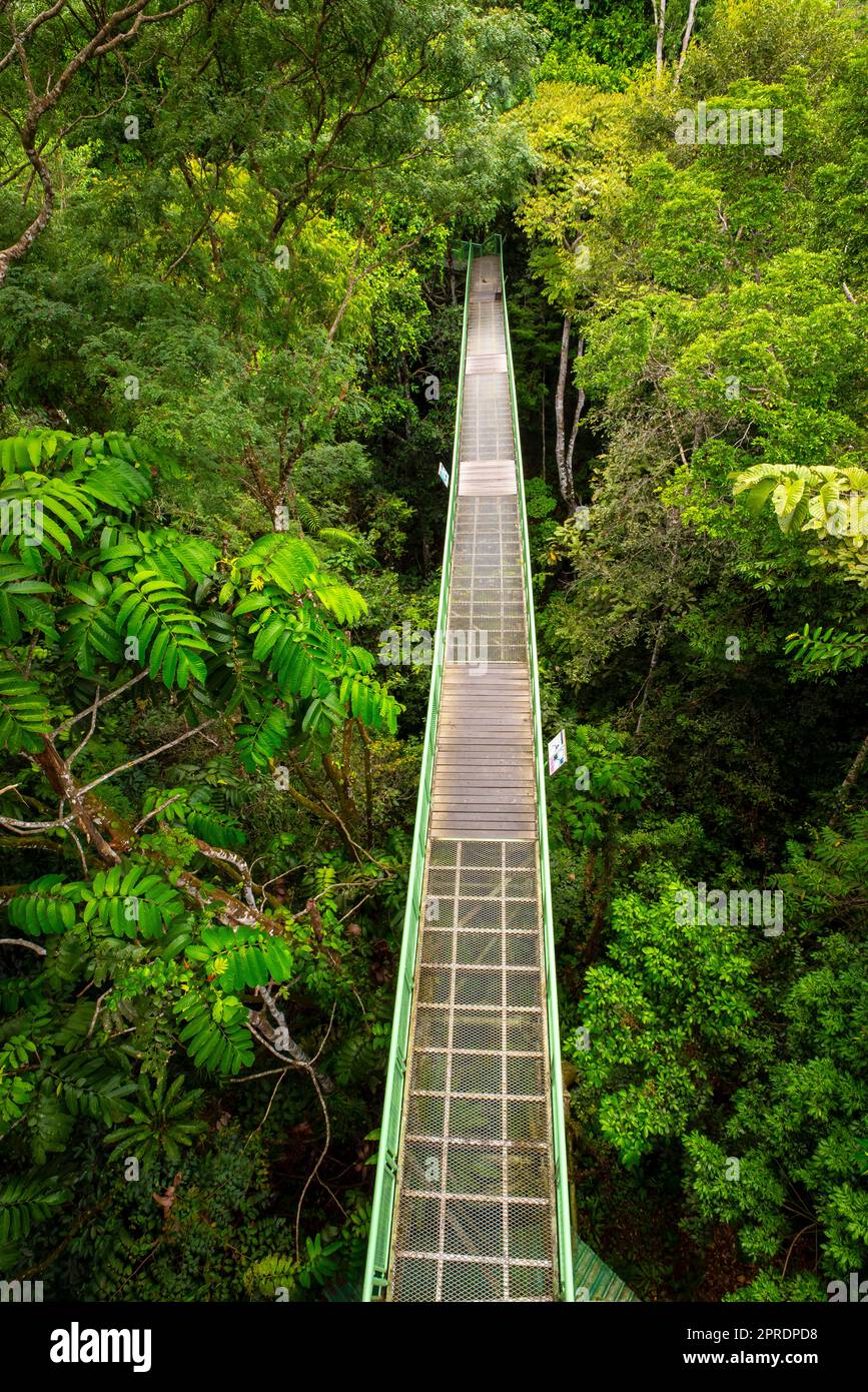 Treetop walk. Tropical rainforest reserve, Sandakan, Sabah, Borneo ...