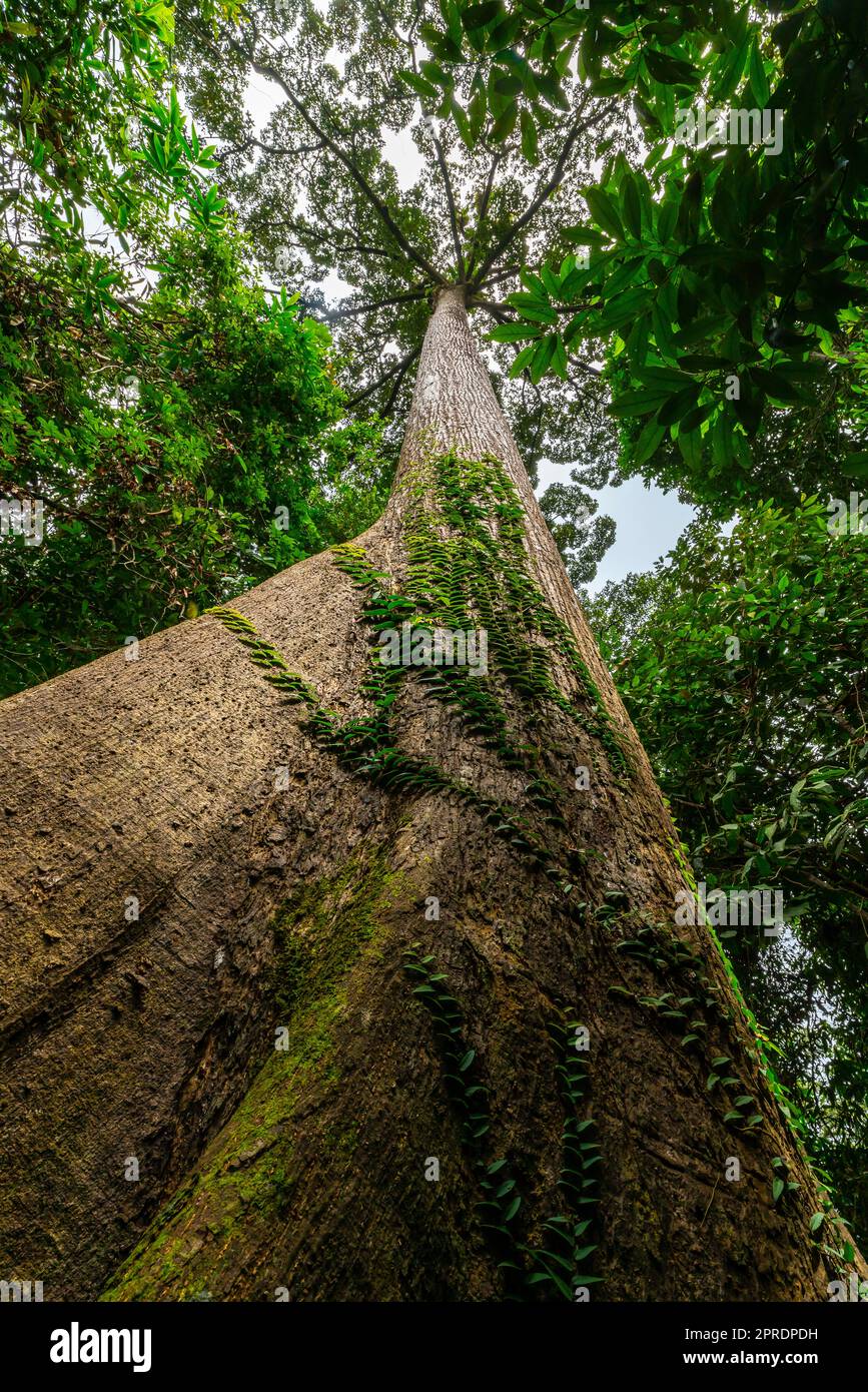 Tropical rainforest tree trunk hi-res stock photography and images - Alamy