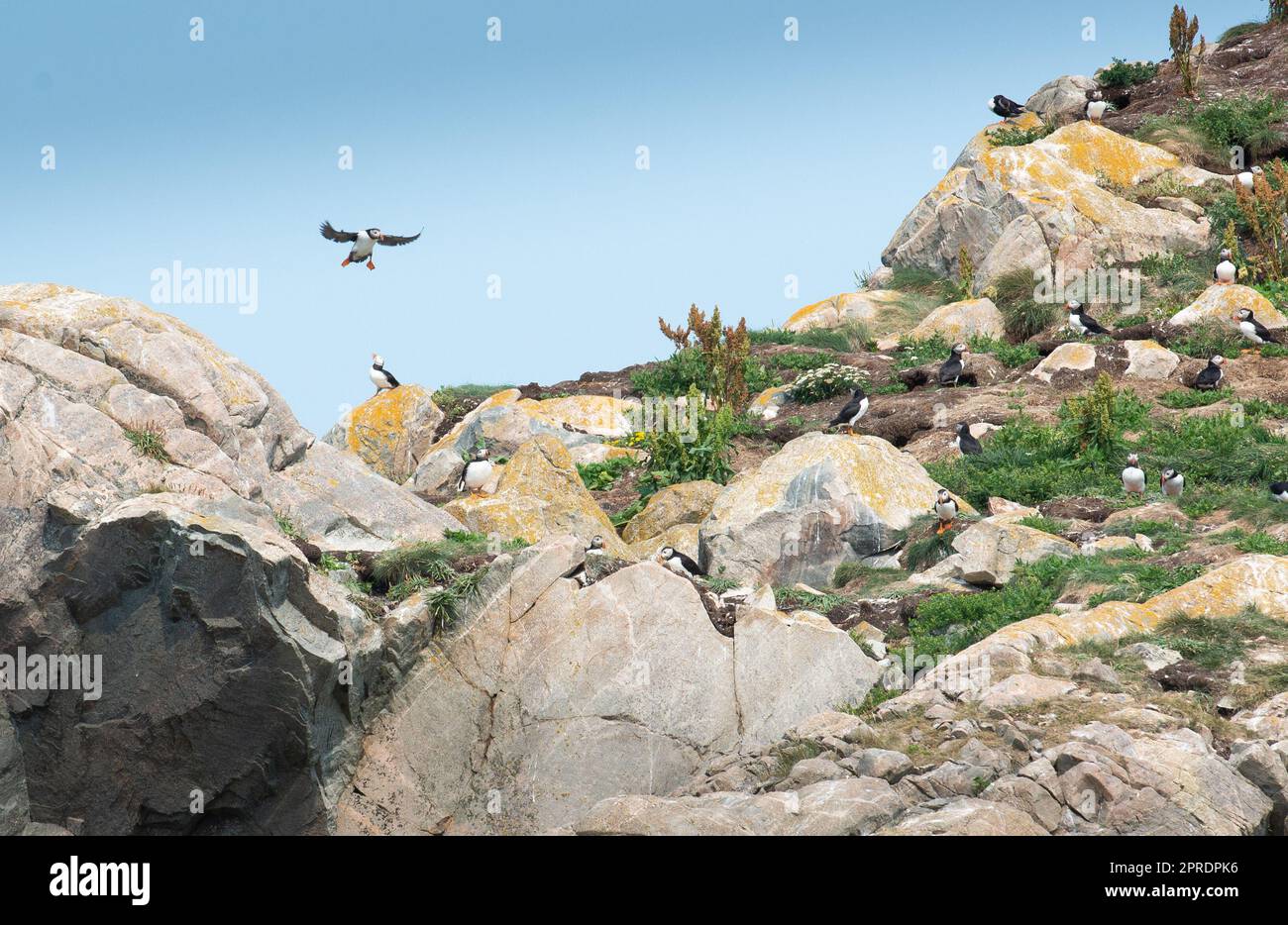 Atlantic puffin puffins colony hi-res stock photography and images - Alamy