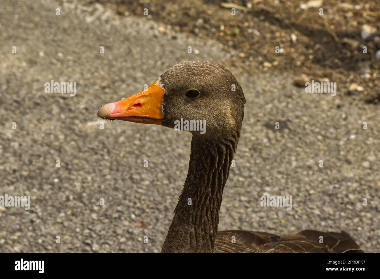 Greylag goose head and neck hi-res stock photography and images - Alamy