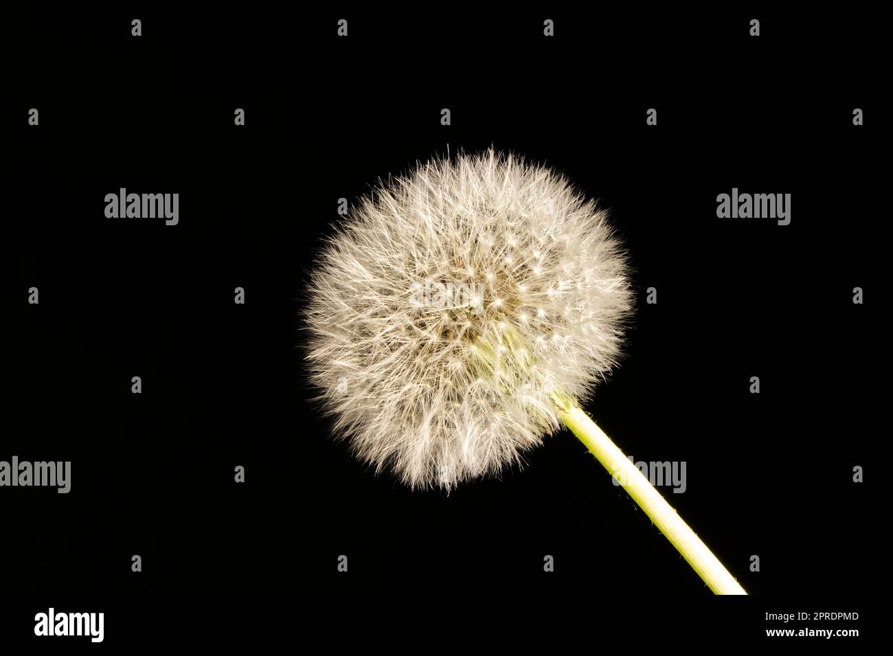 Dandelion seed head Stock Photo - Alamy