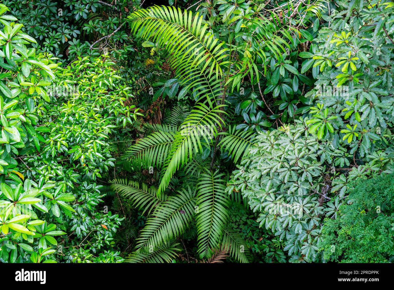 Types Of Plants In Tropical Rainforest at Ronald Cobbs blog
