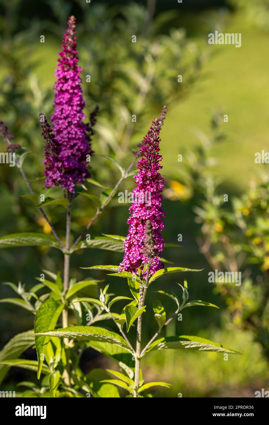 Blooming flowers of buddleja davidii iin a summer garden. Flowers that ...