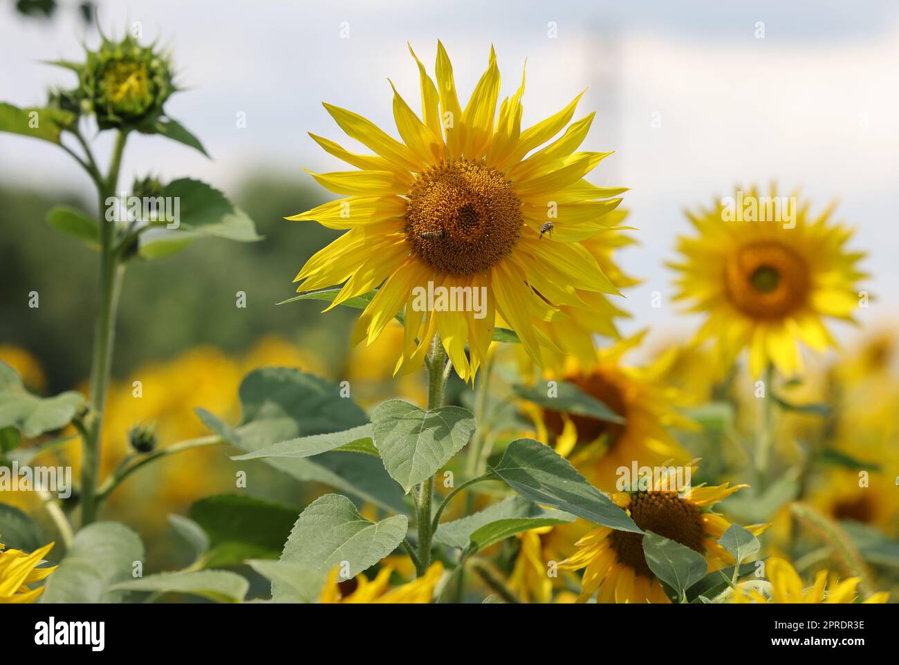 Field of giant sunflowers hi-res stock photography and images - Alamy