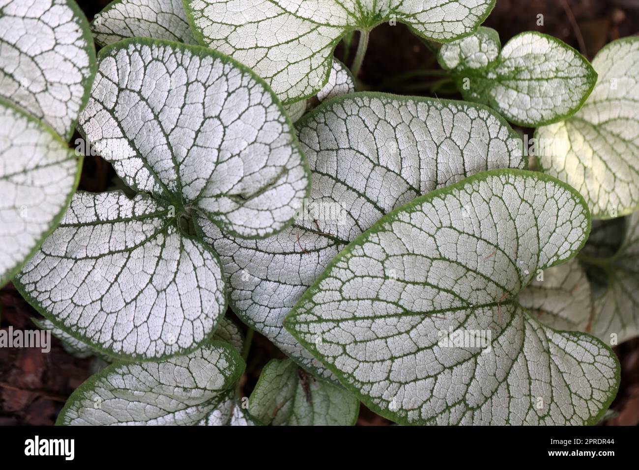 Heartleaf brunnera, Siberian bugloss, Brunnera macrophylla Jack Frost ...