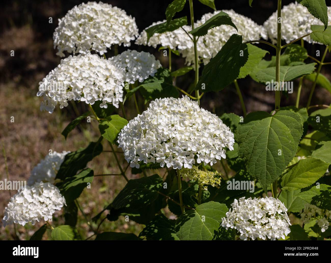 Hydrangea white garden hi-res stock photography and images - Alamy