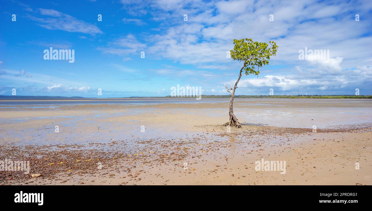 Single Mangrove, Poona Beach, Great Sandy Strait, Queensland Stock ...