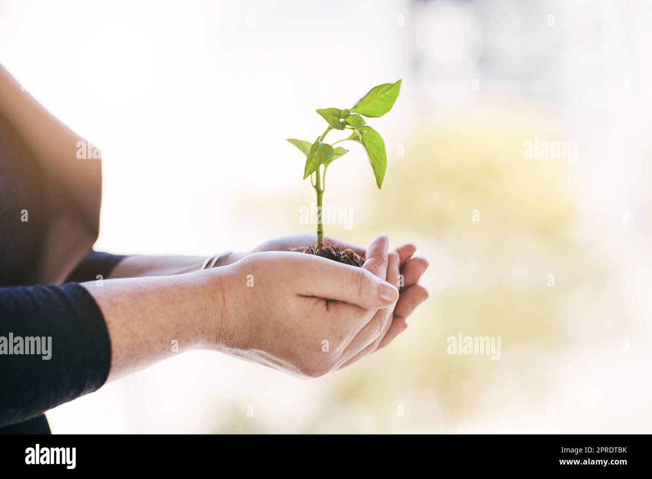 Growth, care and plant in hands of eco woman for agriculture and ...