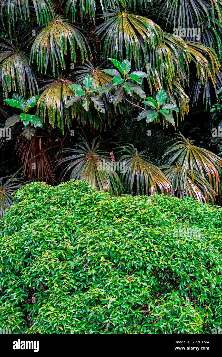 Fantastic plants in Tropical rainforest, Sabah, Borneo, Malaysia Stock ...