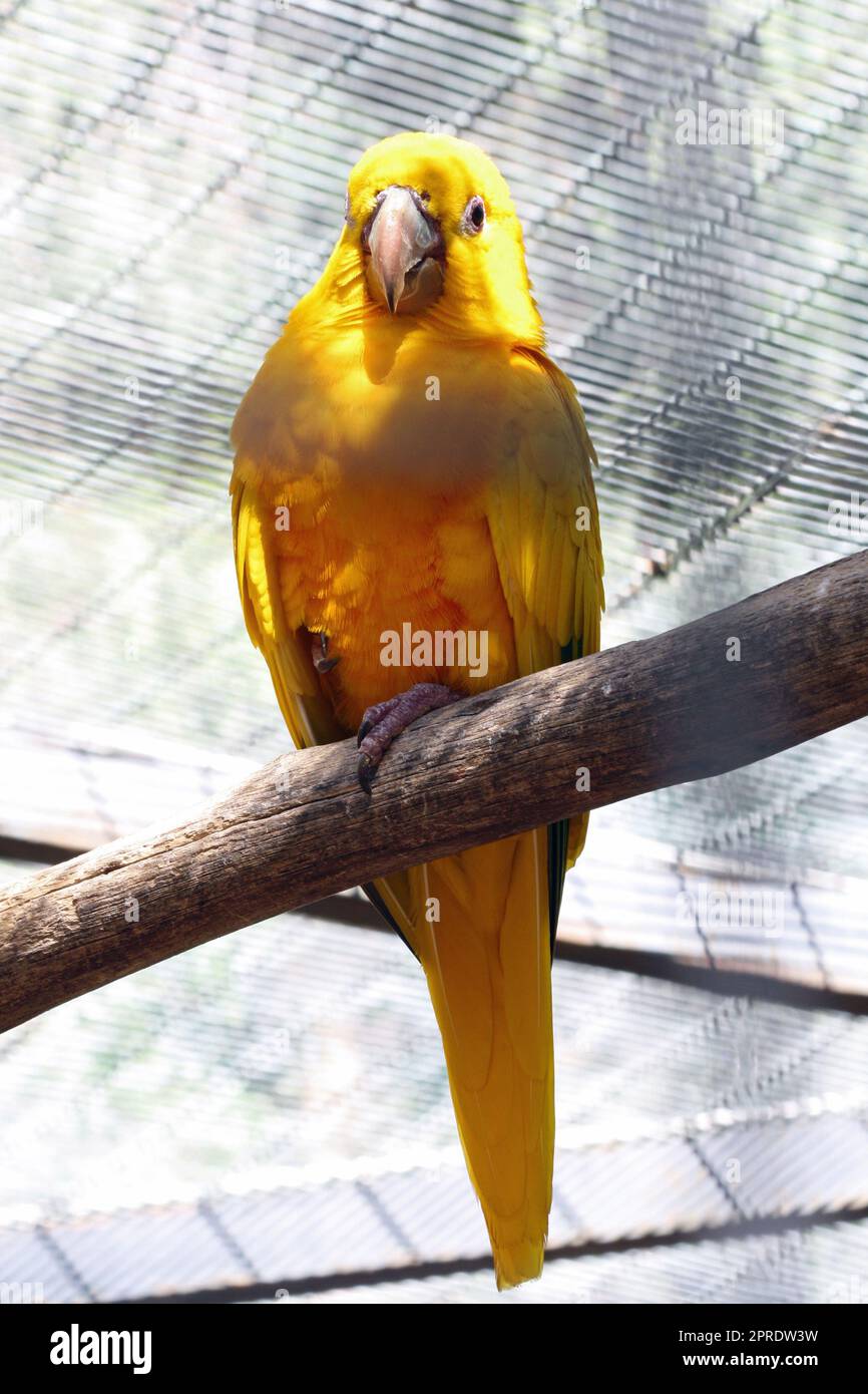 Golden parakeet hi-res stock photography and images - Alamy
