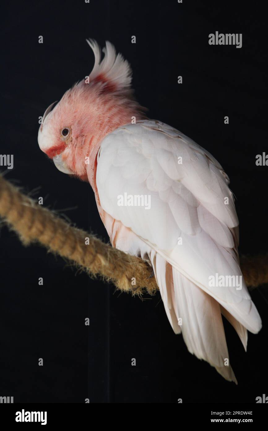 major mitchell´s cockatoo Stock Photo - Alamy