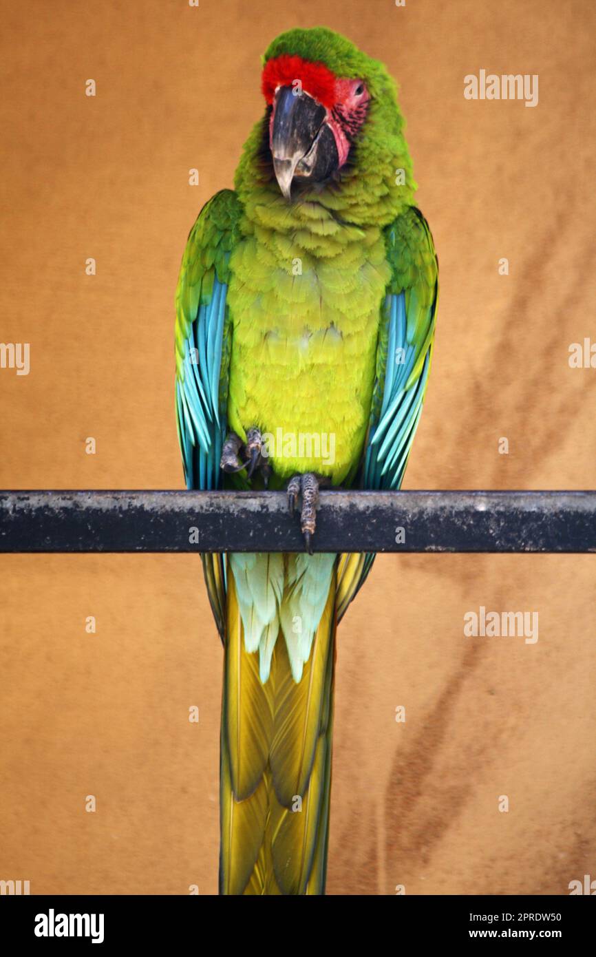 Emerald Macaw
