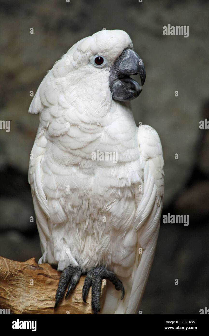 White kakadu hi-res stock photography and images - Alamy