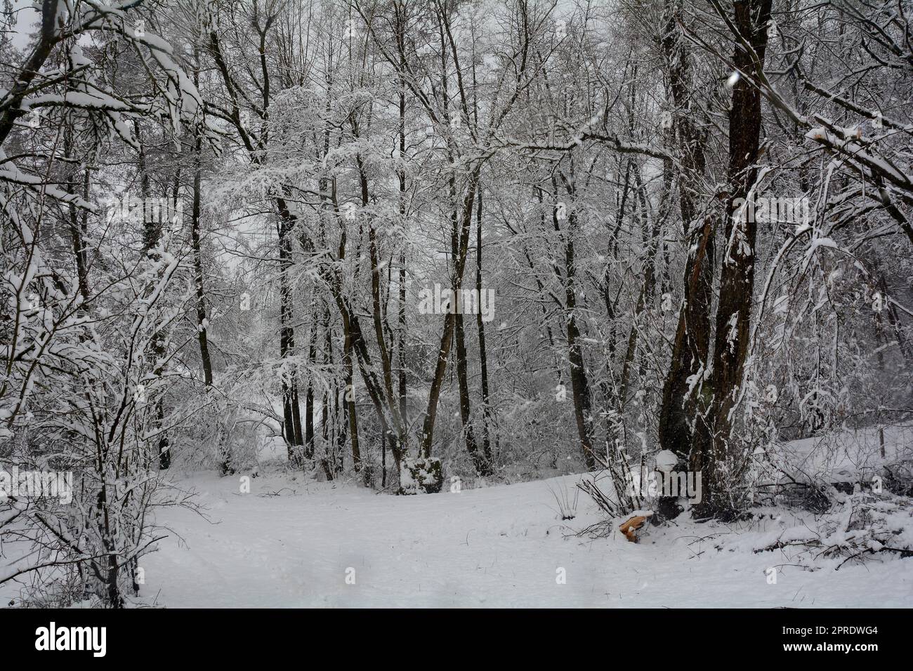 Winter landscape with a lot of snow and trees Stock Photo - Alamy