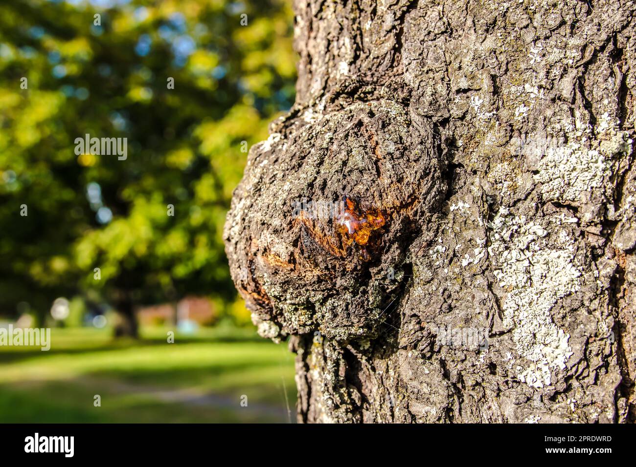 Tree Resin on a Tree Trunk with defocused green background Stock Photo ...