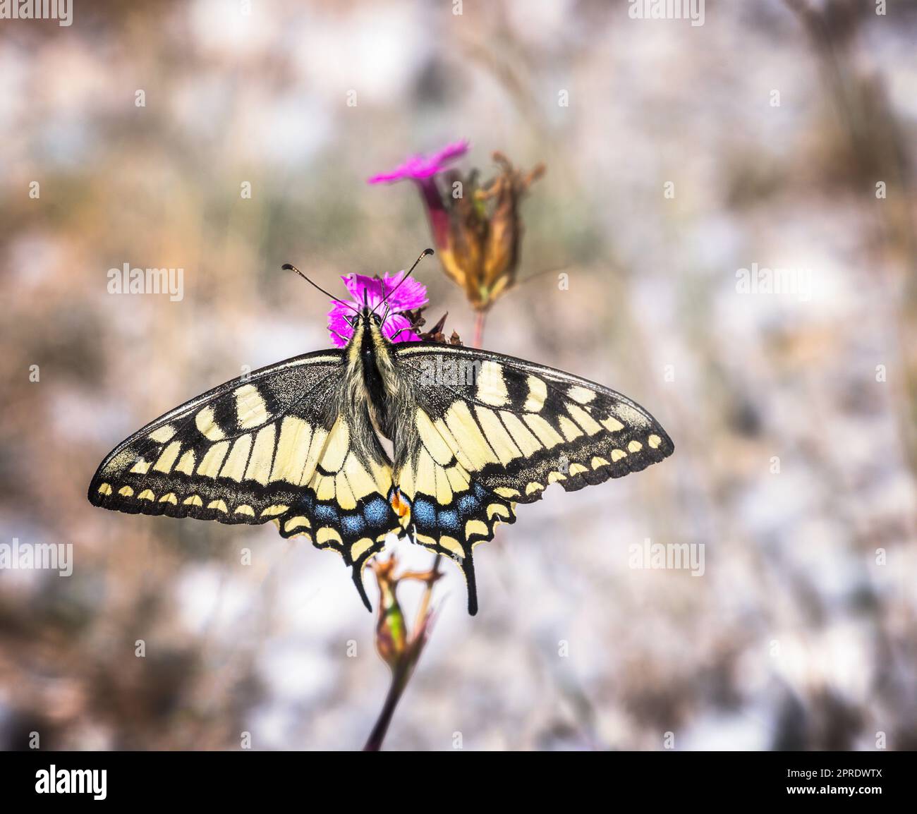 Macro of a swallowtail butterfly Stock Photo - Alamy