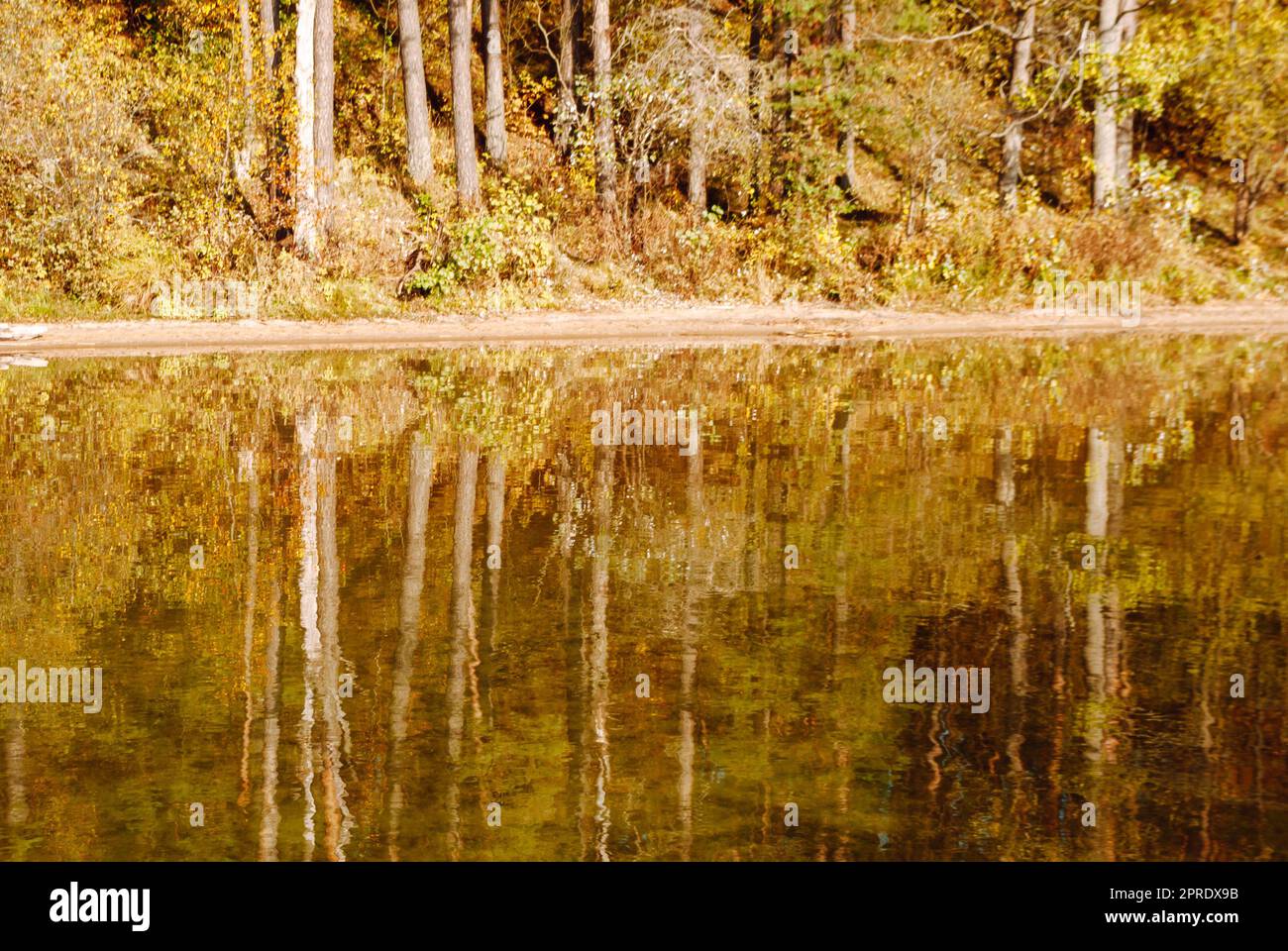 The trunks of autumn trees are reflected in the water of Lake Baltieji ...