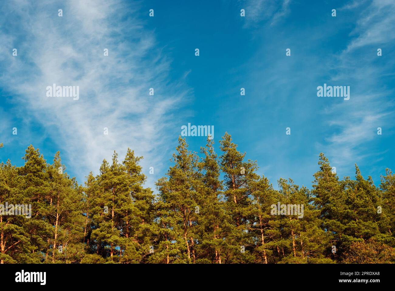 Blue sky and white clouds over the crowns of pine trees. A vaulted ...