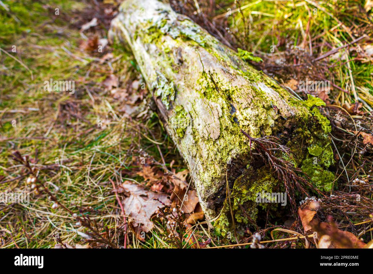 Wood Branch Tree Sawed Off Trunk On Forest Deciduous Ground Stock Photo ...