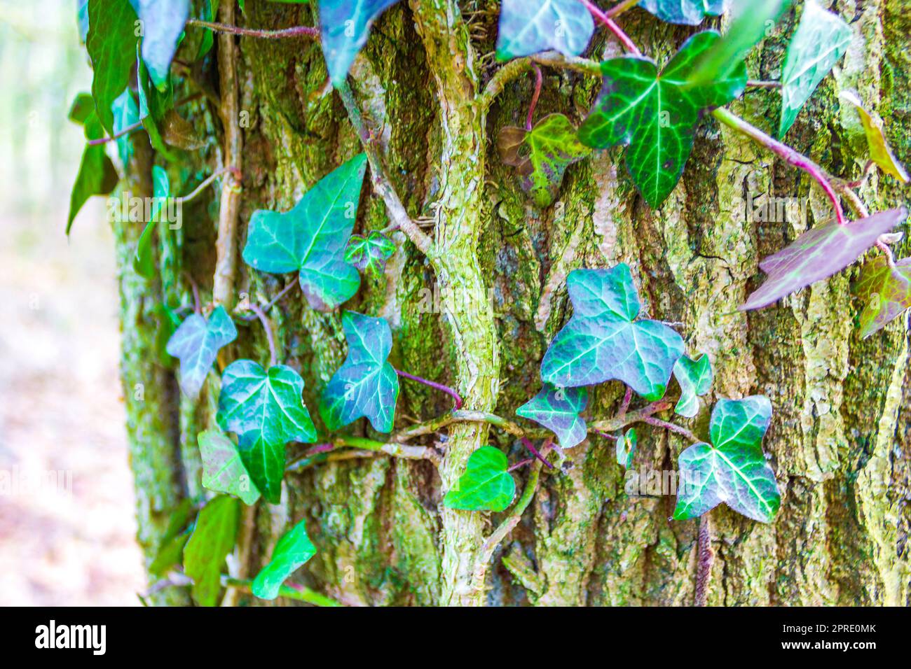 Beautiful green ivy climbing plant climbs grows up a tree Stock Photo ...