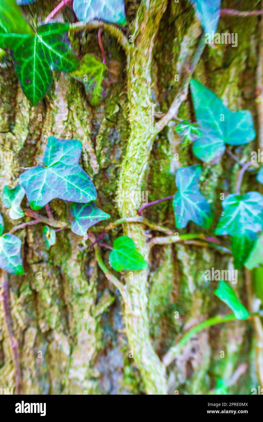 German ivy hi-res stock photography and images - Alamy
