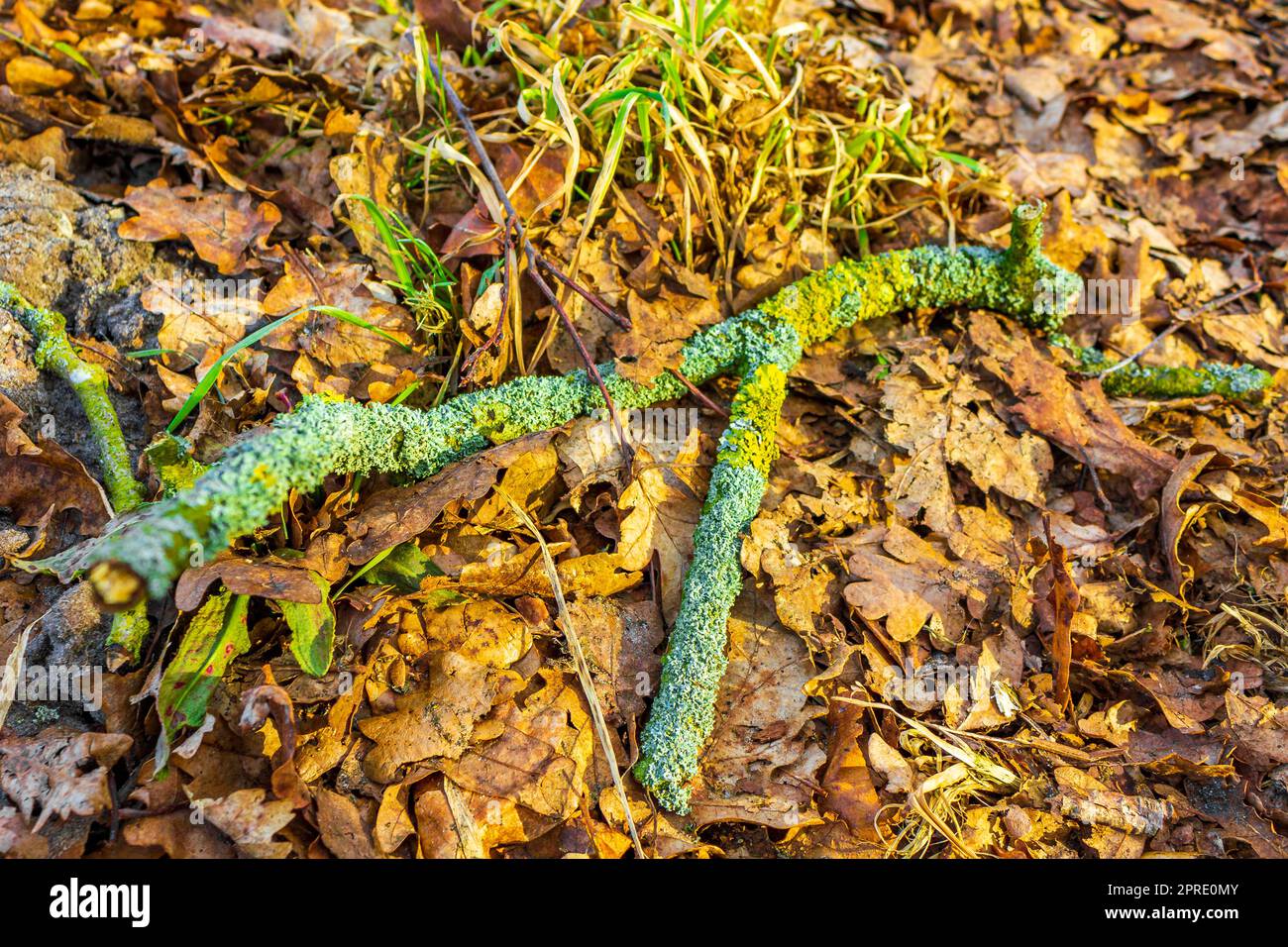 Wood Branch Tree Sawed Off Trunk On Forest Deciduous Ground Stock Photo ...