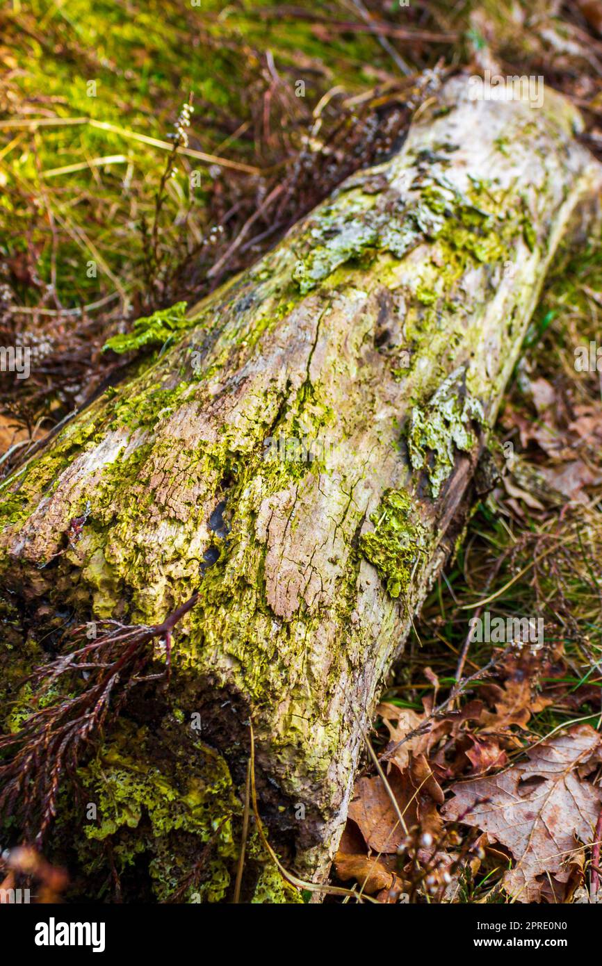 Wood Branch Tree Sawed Off Trunk On Forest Deciduous Ground Stock Photo ...