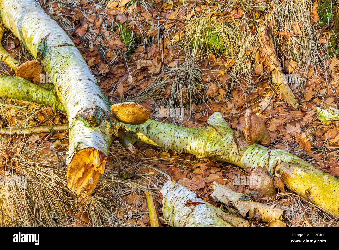 Wood Branch Tree Sawed Off Trunk On Forest Deciduous Ground Stock Photo ...