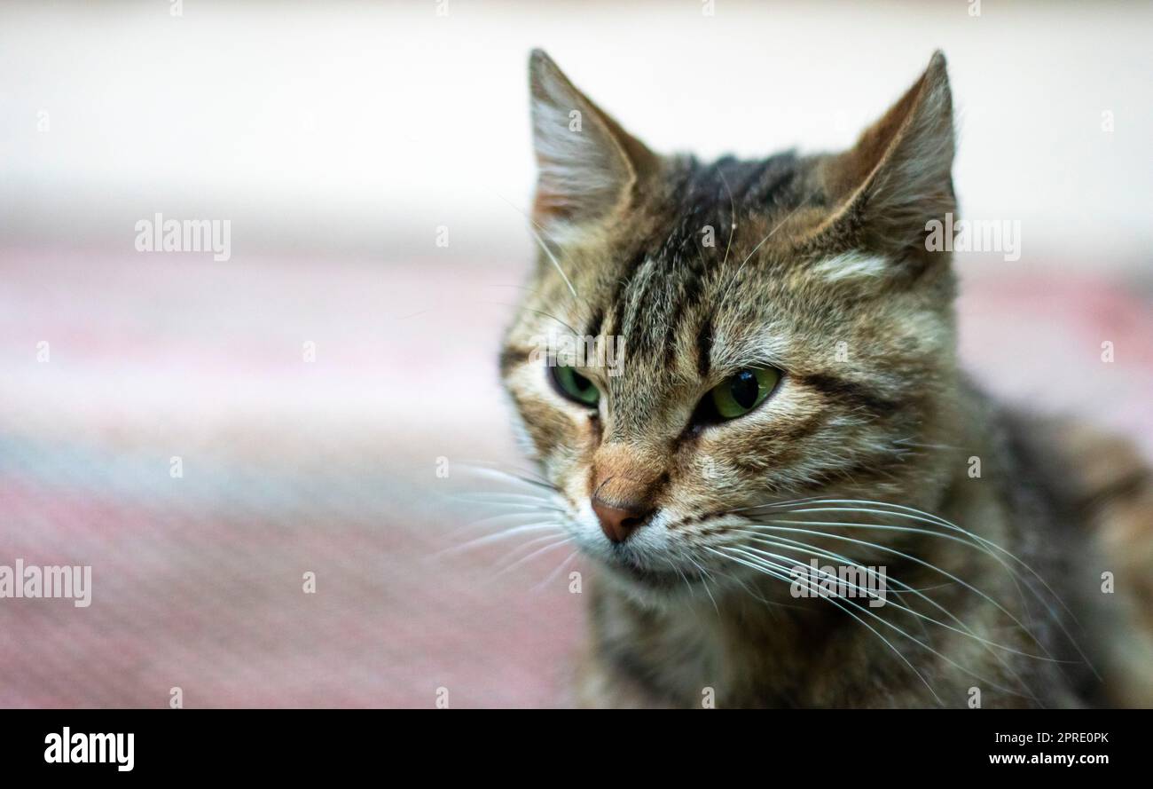 Close-up of a serious cat with green eyes. Curious cat looks around on ...