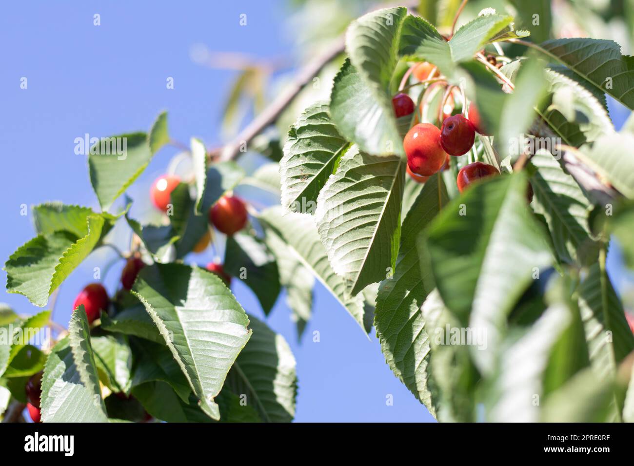 Ripe Red And Sweet Cherry Berries Hanging From A Tree Branch Before