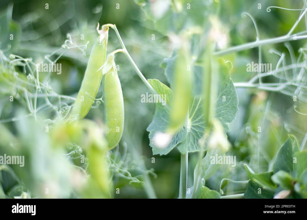 Blurred image of a young pea plant with pods. Sugar peas growing in a ...