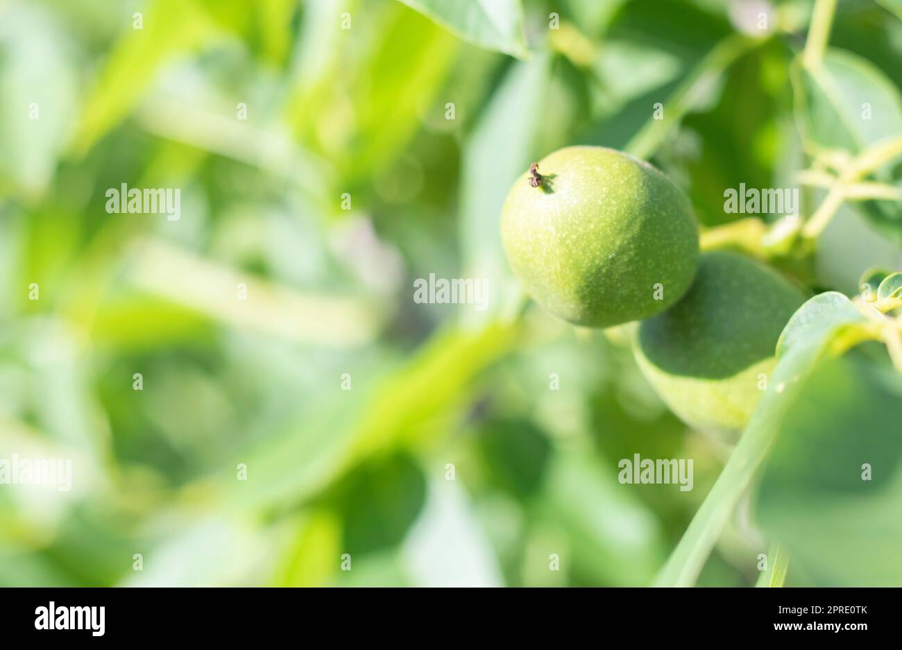 Green young walnuts grow on a tree. Variety Kocherzhenko close-up. The ...