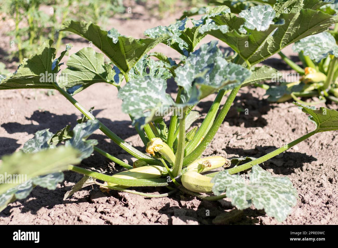 Zucchini plant with lot of fruits in a vegetable garden. Fresh green ...