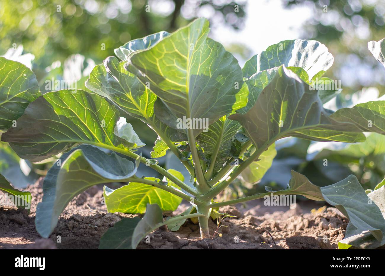 White fresh cabbage Aggressor grows in the beds. Close-up shot. Cabbage ...